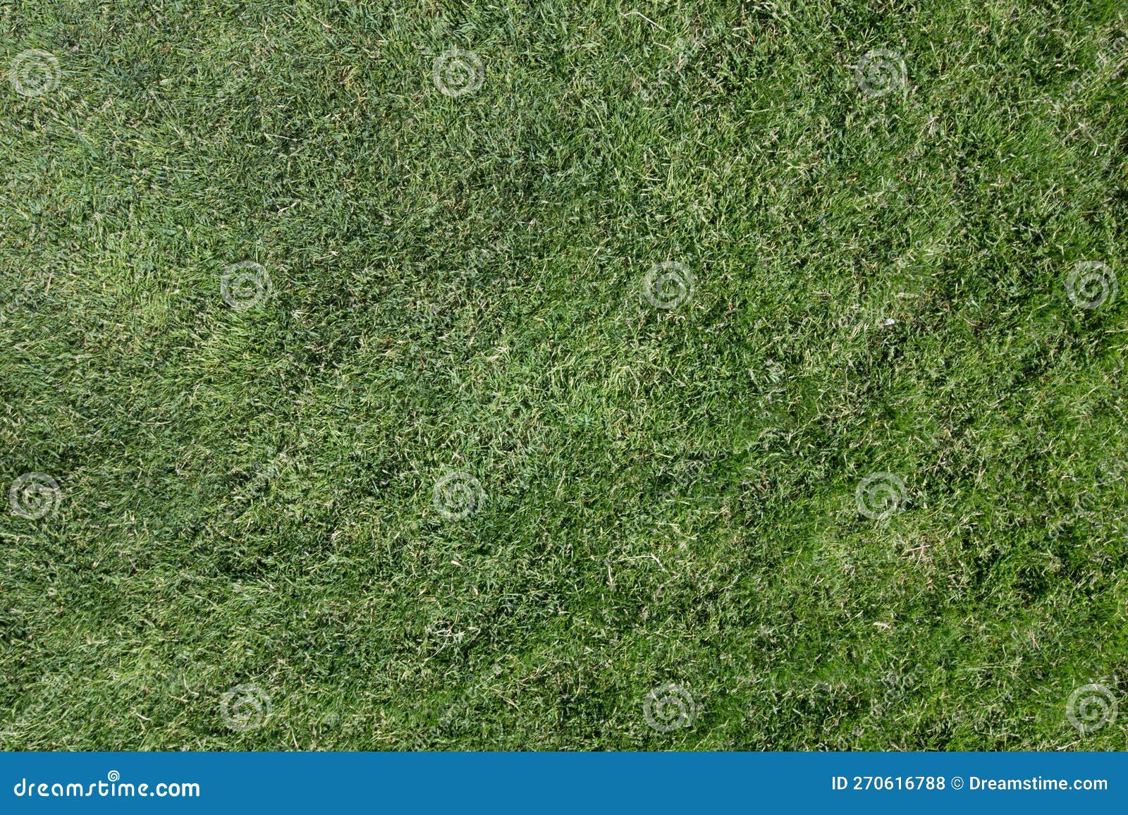 Textura de pasto foto de archivo. Imagen de paisaje - 270616788
