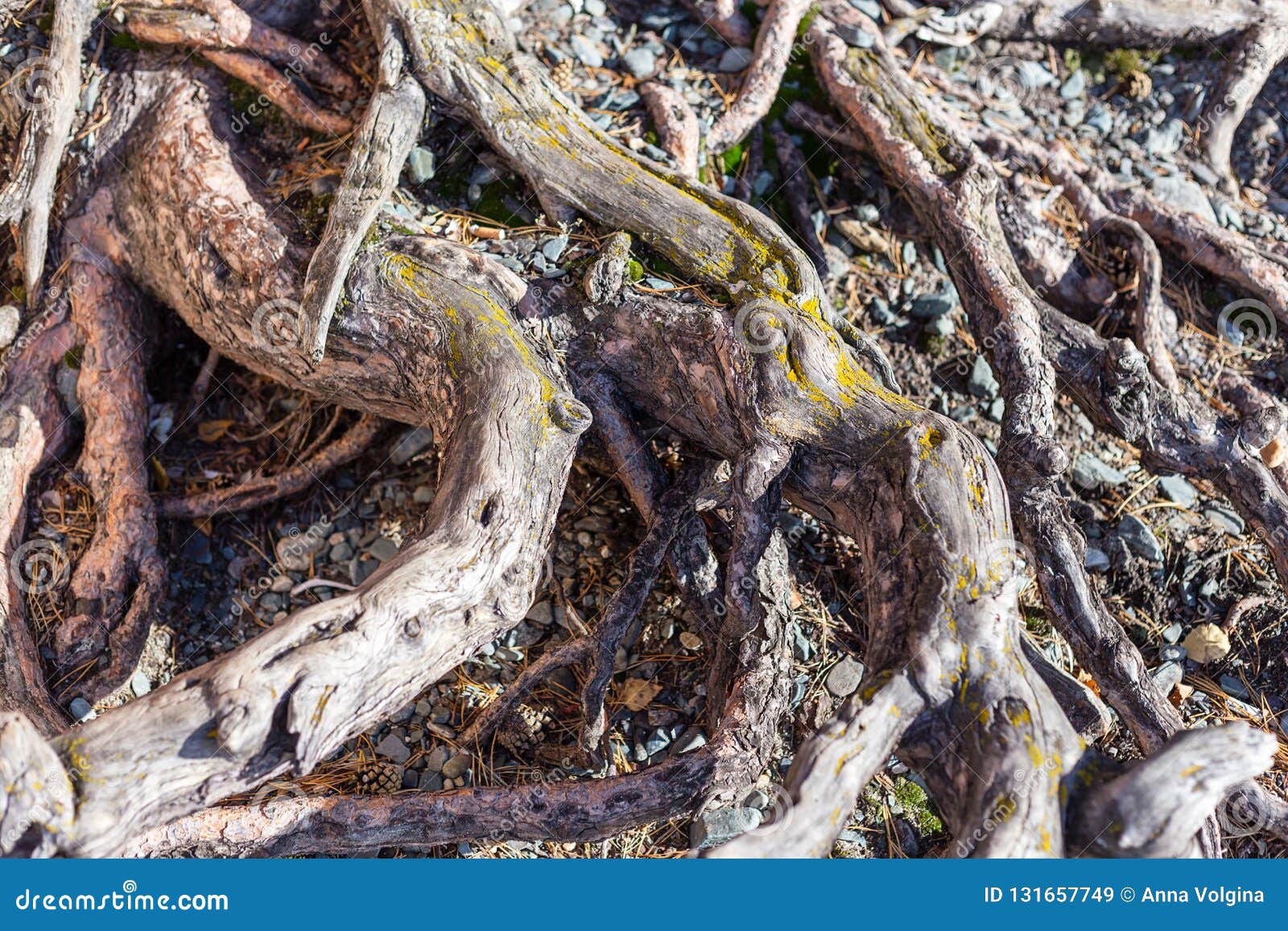 Textura De Raizes Do Pinheiro Em Uma Floresta Imagem de Stock - Imagem ...