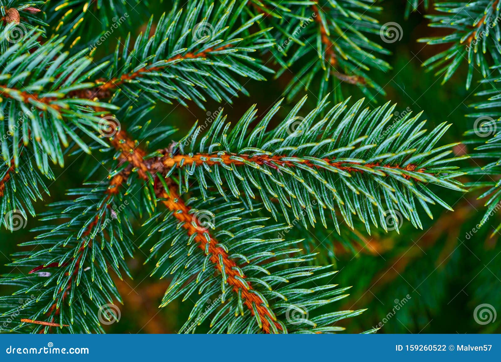 Textura De Rama Verde De Madera Blanda Foto de archivo - Imagen de ...