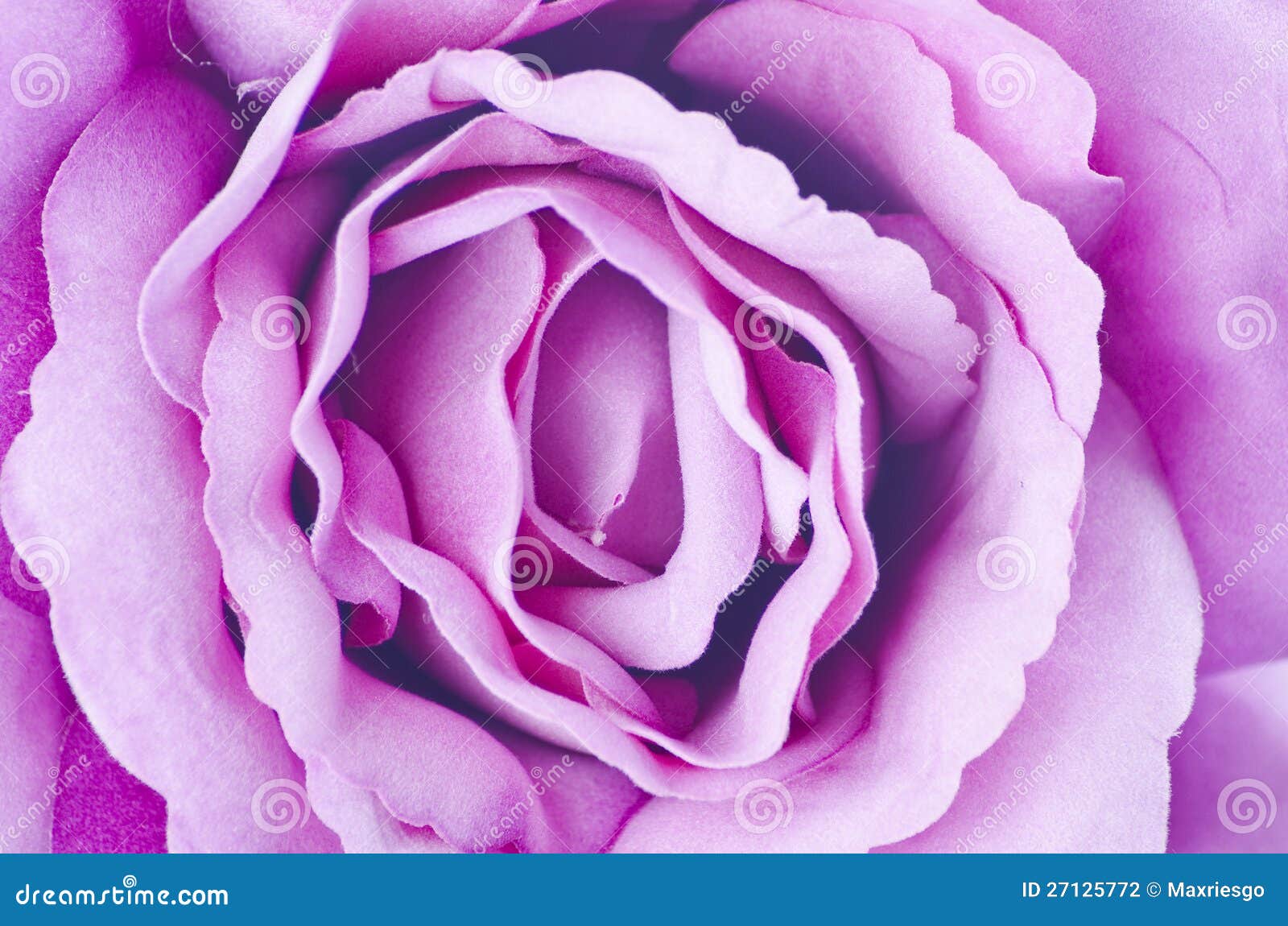 Textura de Rosa. foto de stock. Imagem de casa, folhas - 27125772