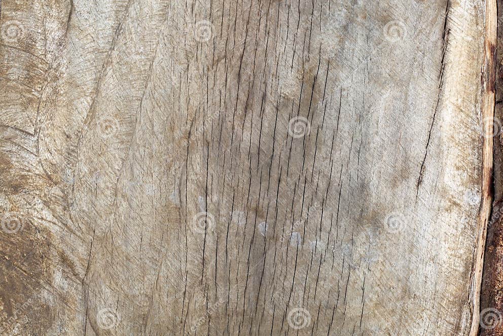 Textura De Samanea Saman Tree Imagem de Stock - Imagem de planta, verde ...