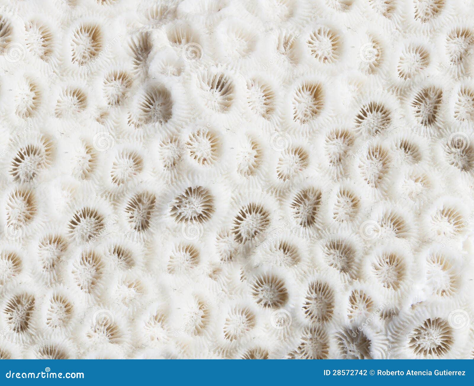 Textura De Un Primer De La Roca Coralina Foto de archivo - Imagen de ...