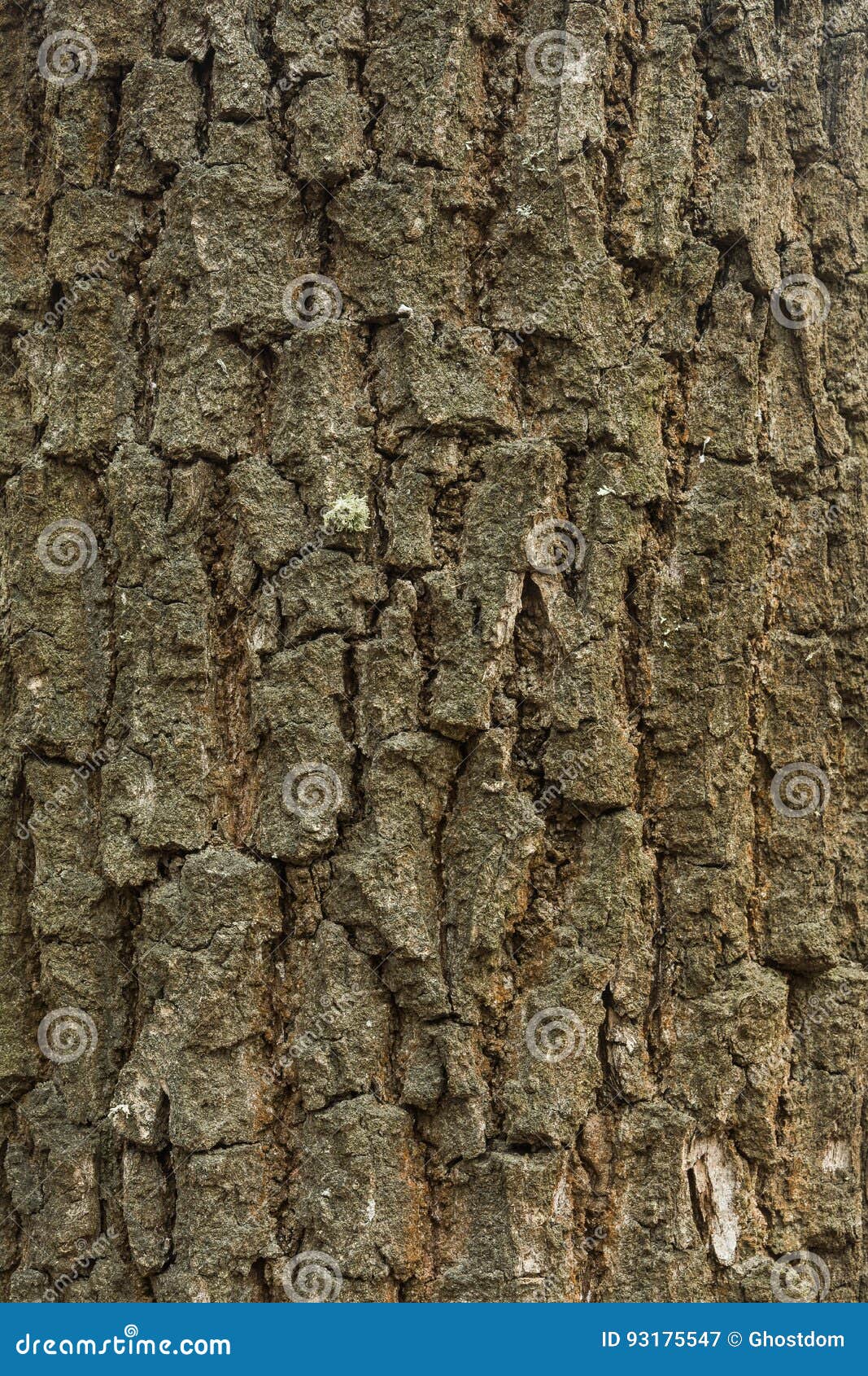 Textura De Una Corteza De Roble Imagen de archivo - Imagen de pino ...