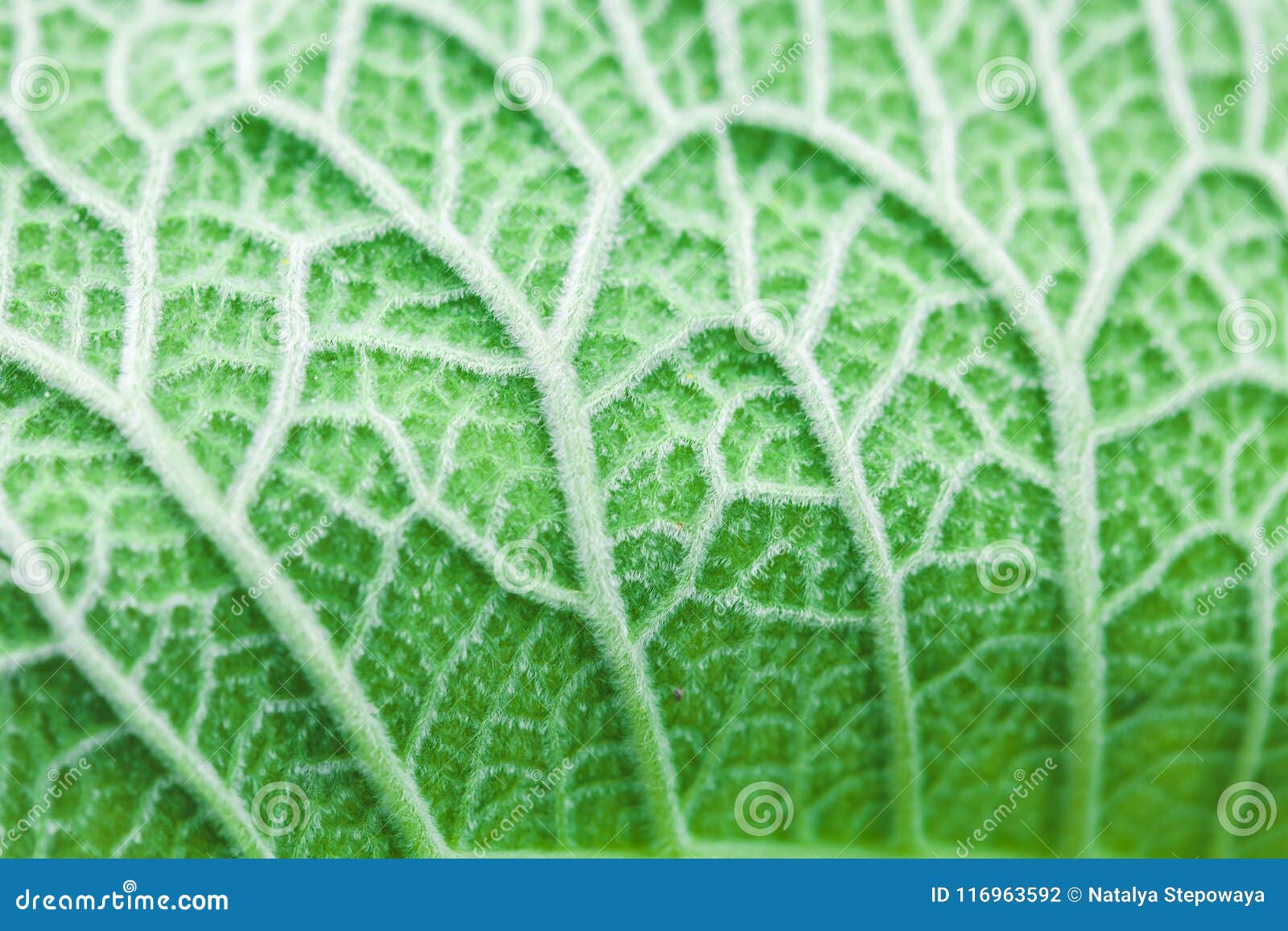 Textura De Una Hoja Verde, Primer Foto de archivo - Imagen de brillante ...