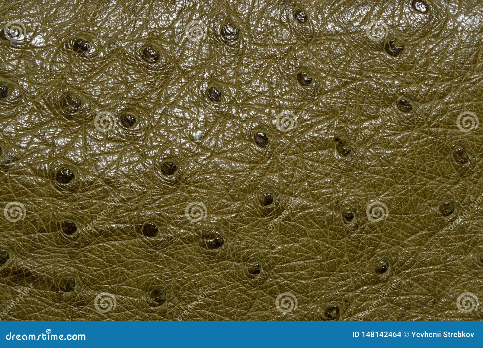 Textura Del Alivio De La Piel De La Avestruz Foto De Archivo Imagen