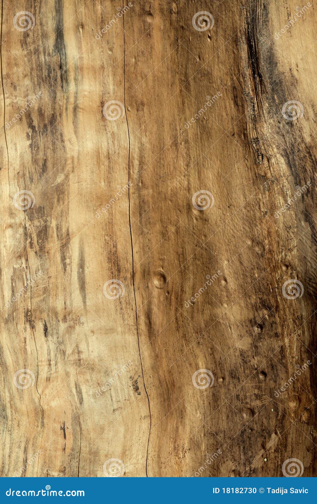 Textura del arce foto de archivo. Imagen de texturizado - 18182730