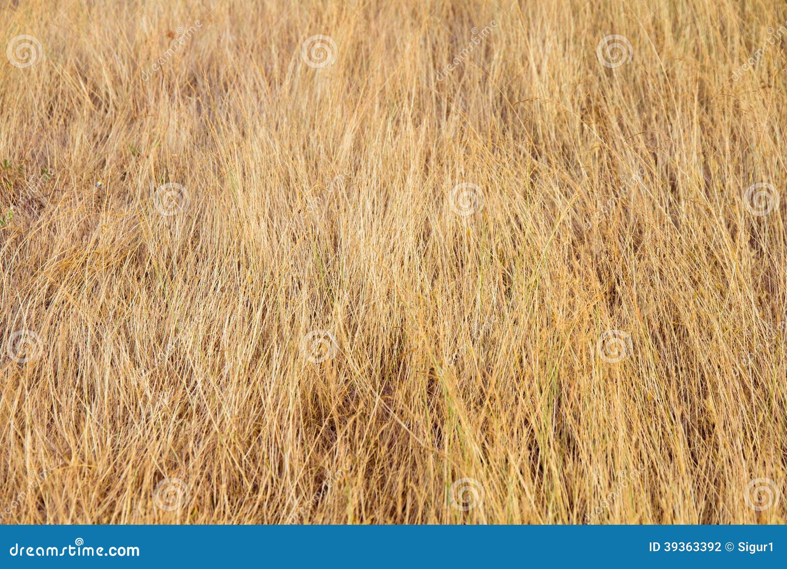 Textura Del Fondo De La Hierba Seca Foto de archivo - Imagen de efecto ...