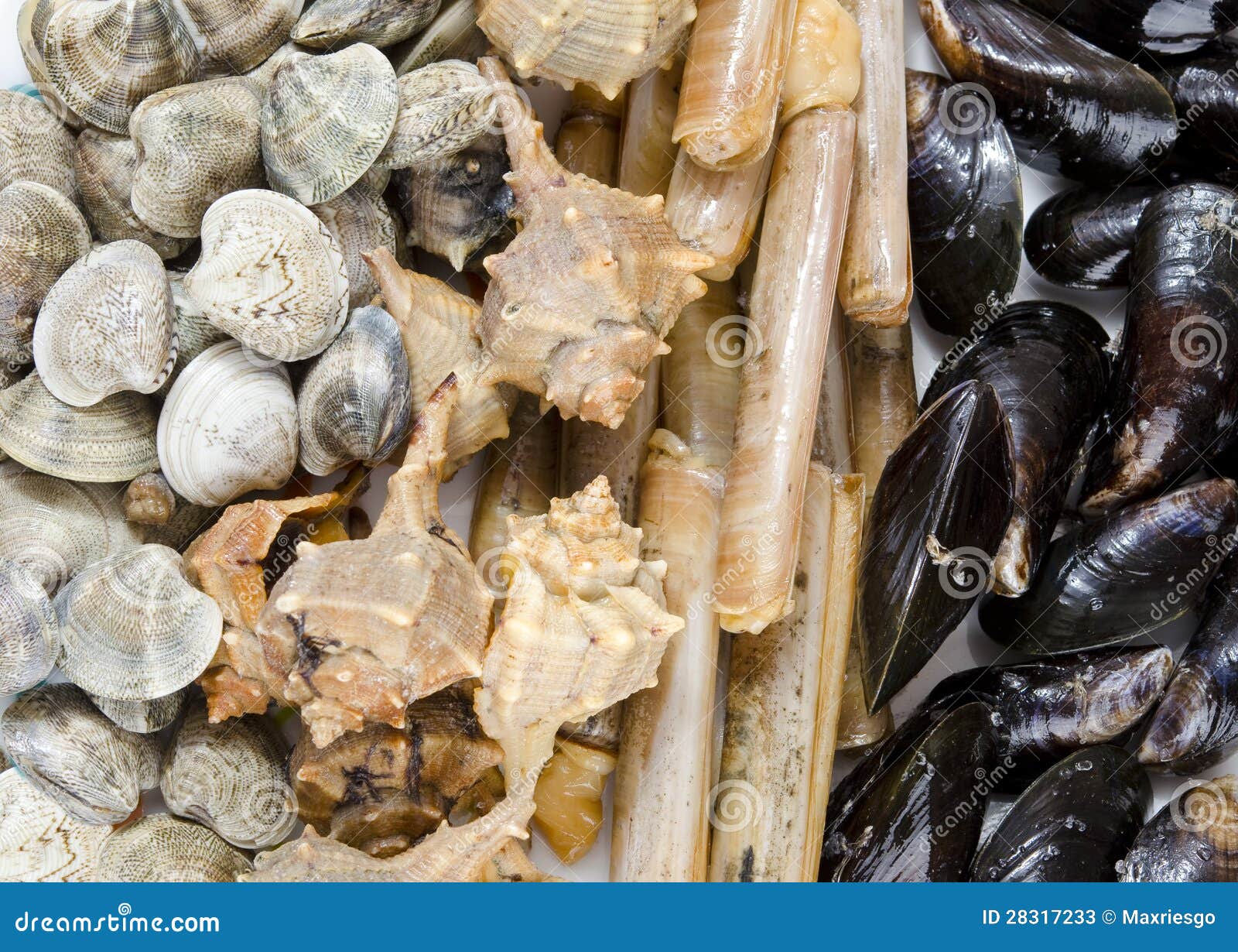 Textura del molusco imagen de archivo. Imagen de fondo - 28317233