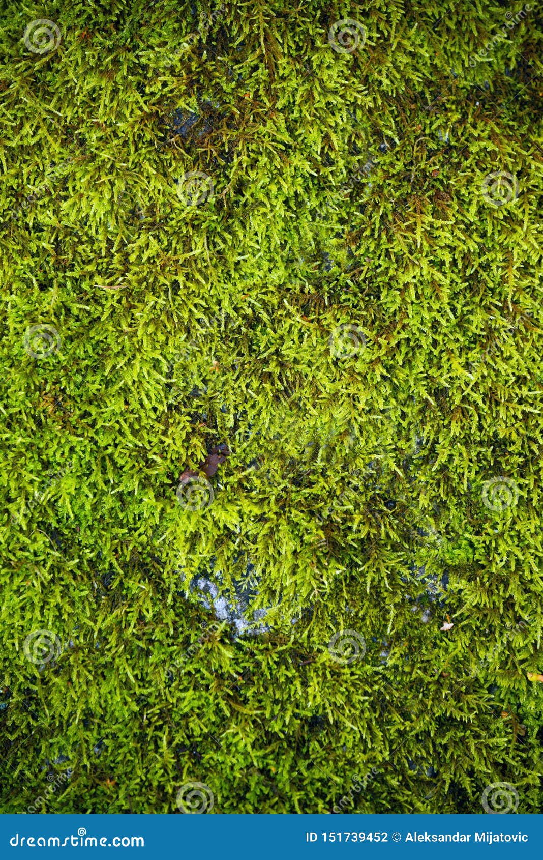 Textura del musgo foto de archivo. Imagen de pantano - 151739452