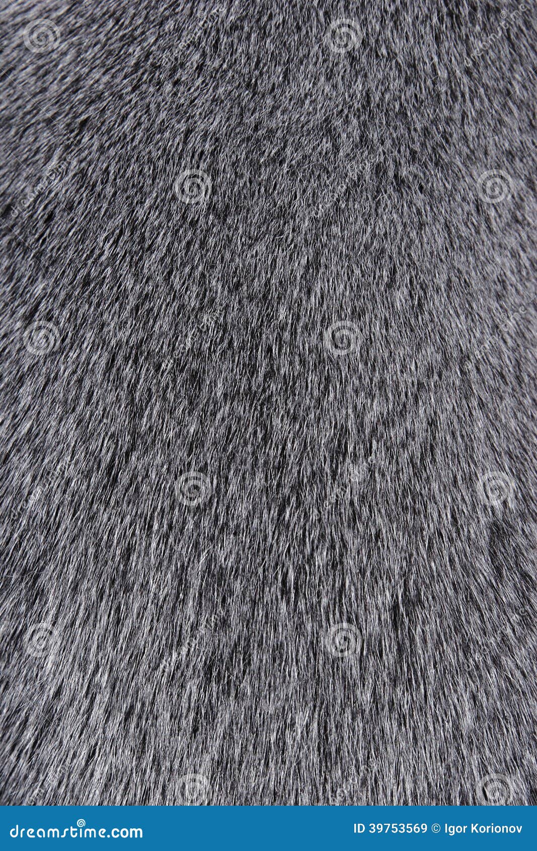 Textura Del Pelo Gris Animal Liso Imagen de archivo - Imagen de pelo ...