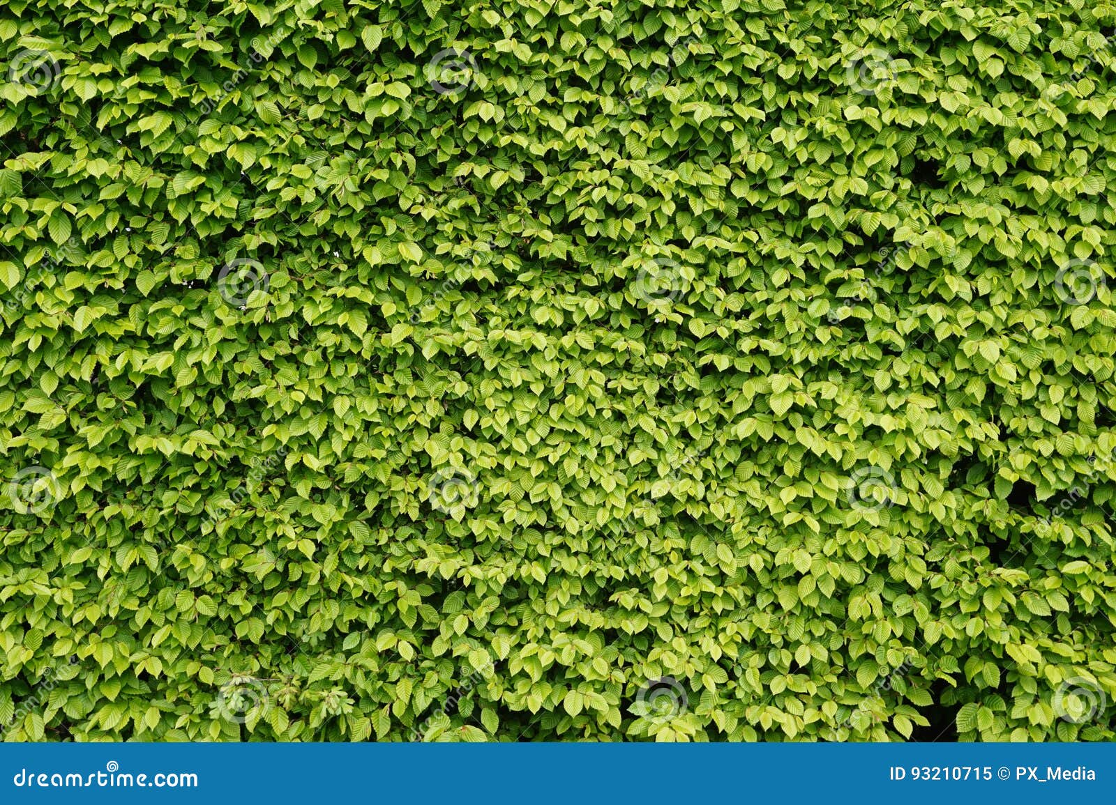 Textura del seto imagen de archivo. Imagen de verde, erizo - 93210715