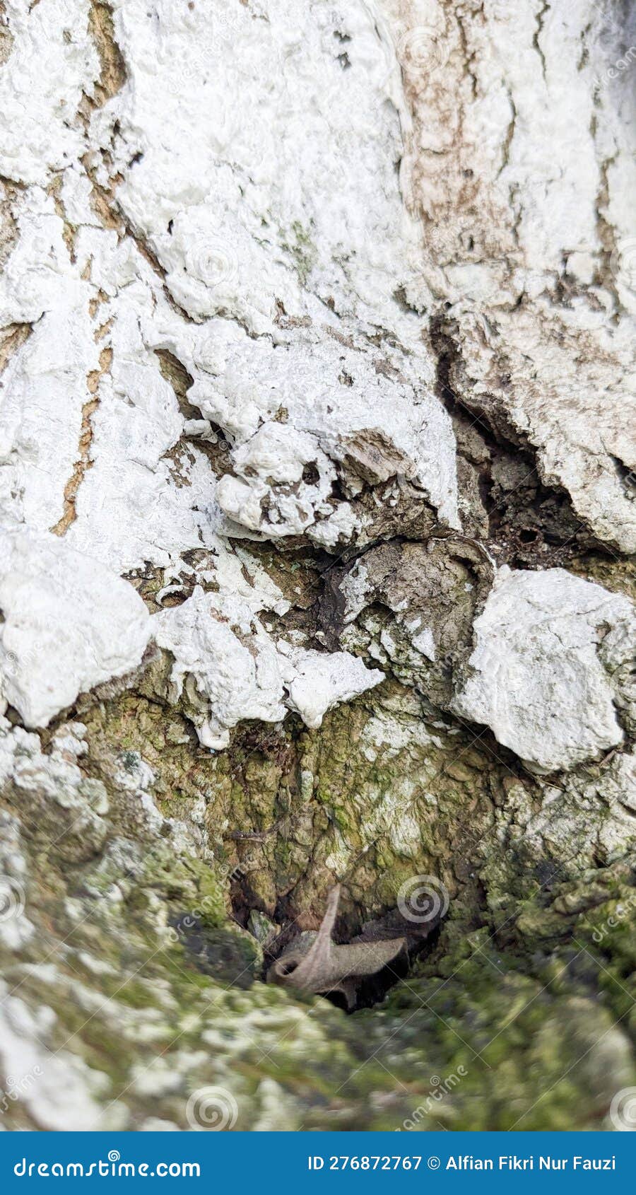 Textura Del Tallo De Una Planta De Mango Imagen de archivo - Imagen de ...