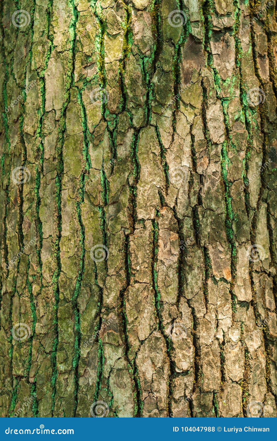 Textura Del Tronco De árbol Foto de archivo - Imagen de fondo, primer ...