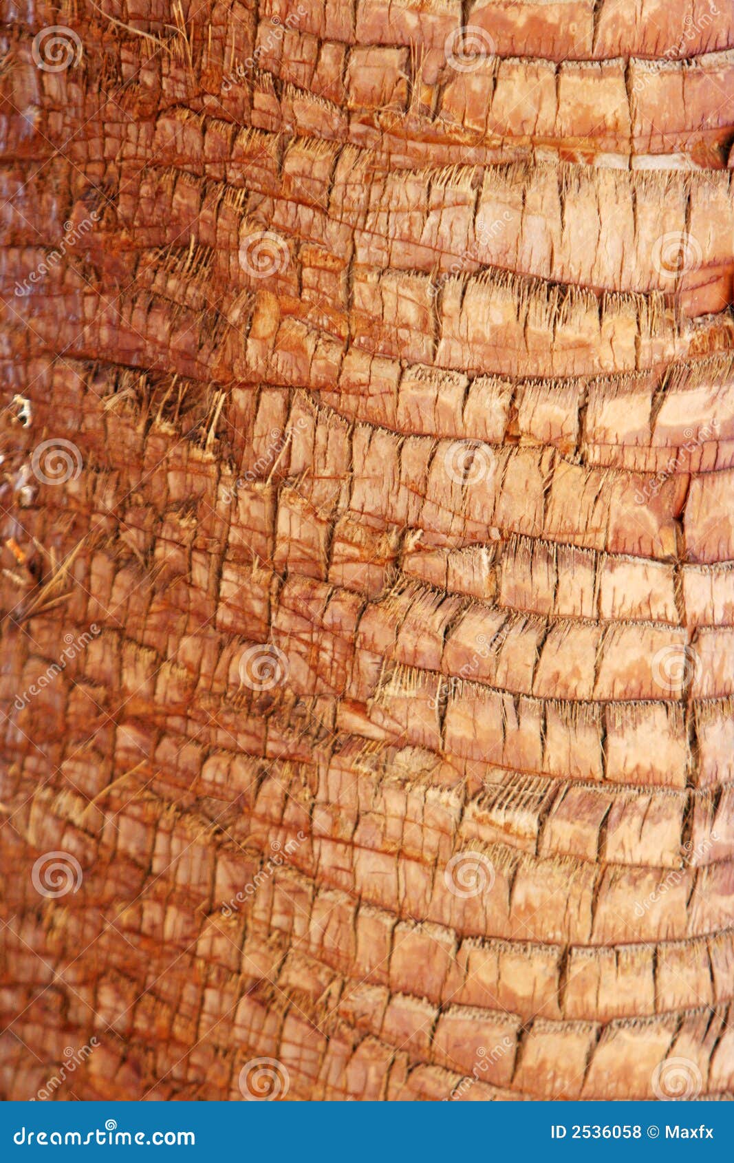 Textura Del Tronco De árbol Foto de archivo - Imagen de tronco, textura ...