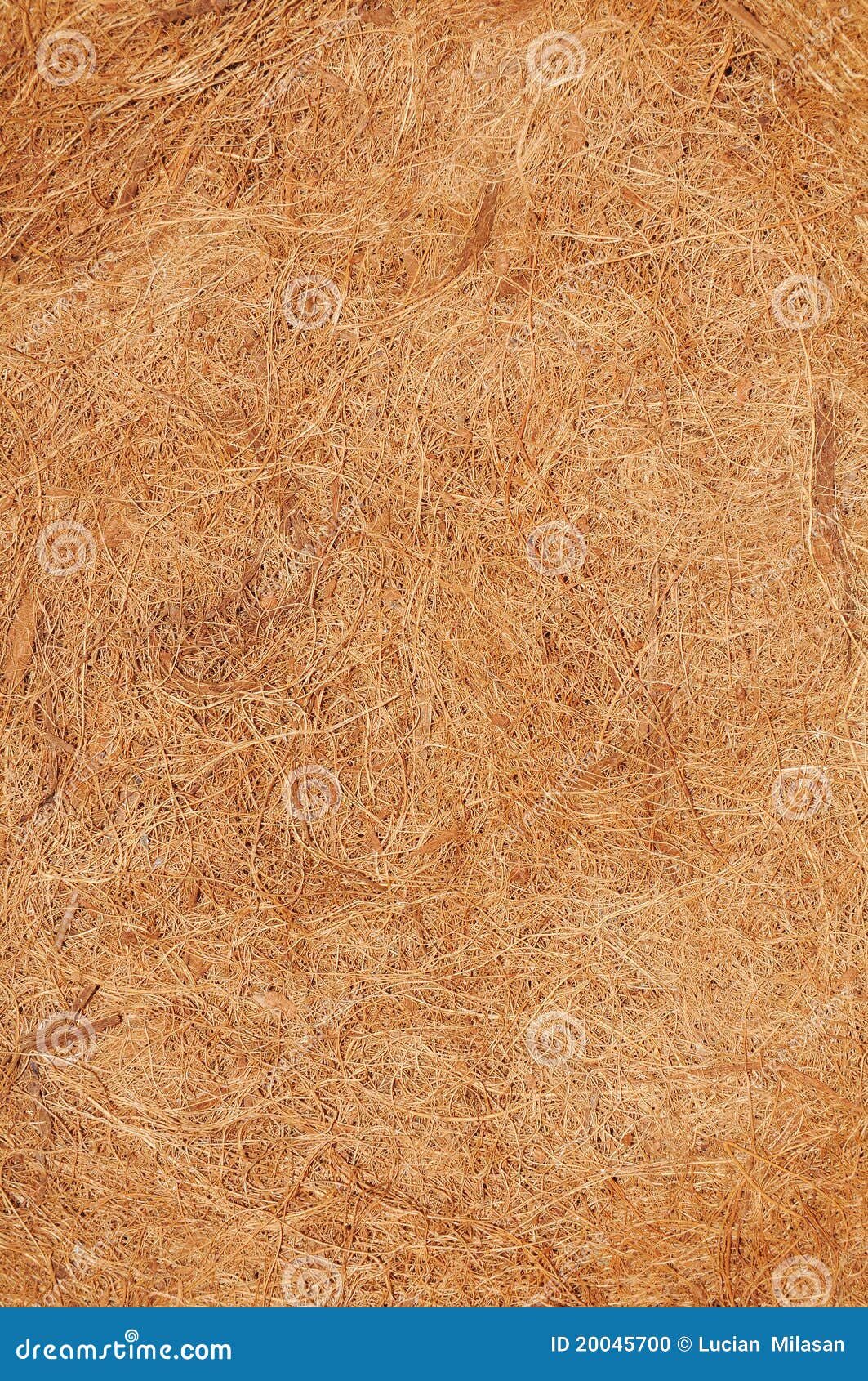 Textura do coco foto de stock. Imagem de textura, fundos - 20045700