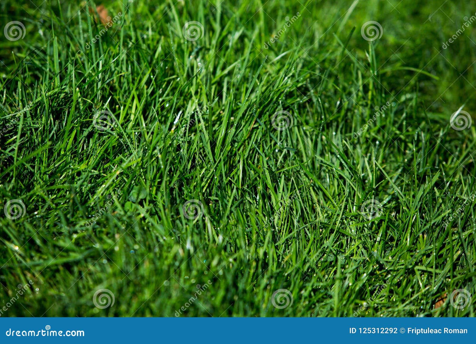 Textura Do Fundo Natural De Grama Verde Foto de Stock - Imagem de arte ...