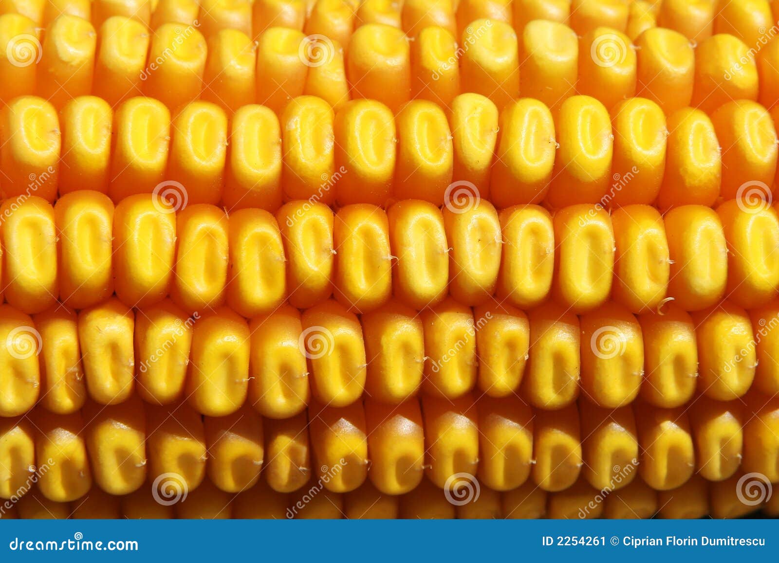 Textura do milho imagem de stock. Imagem de agricultura - 2254261