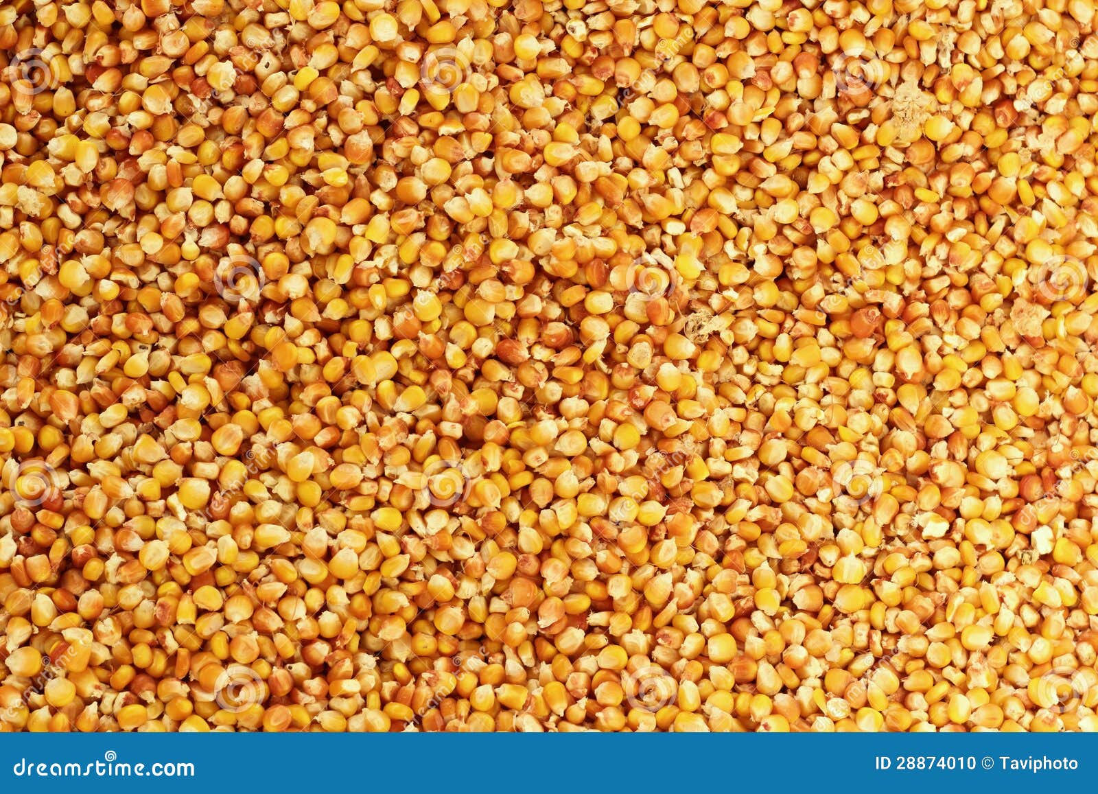 Textura do milho foto de stock. Imagem de milho, gado - 28874010
