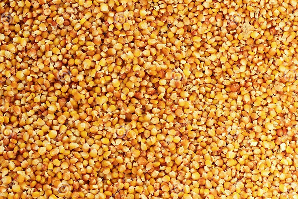 Textura do milho foto de stock. Imagem de milho, gado - 28874010