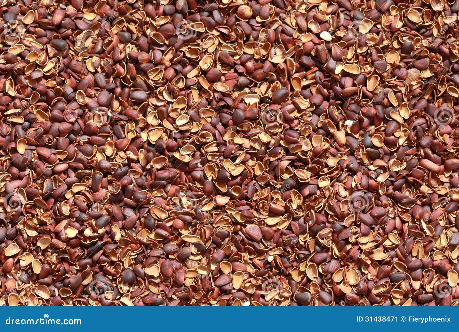 Textura Do Shell Do Pinhão, Usada Como Um Adubo Do Solo Imagem de Stock ...