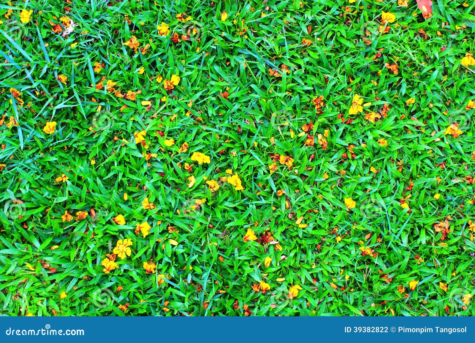 Textura do Sward foto de stock. Imagem de exterior, relvado - 39382822