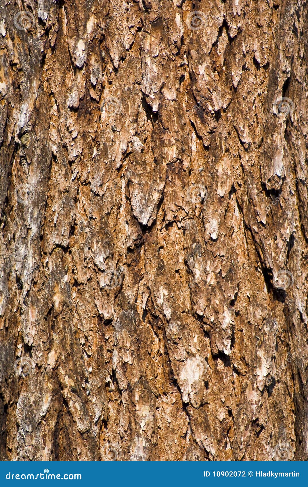 Textura do tronco foto de stock. Imagem de vida, viver - 10902072