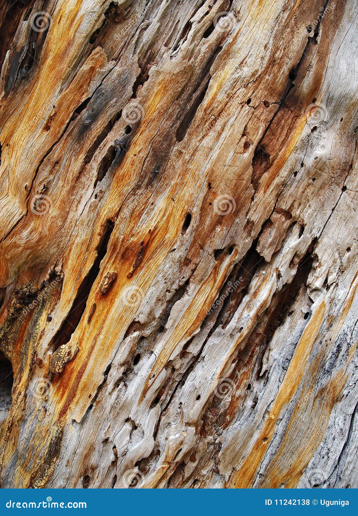 Textura Do Tronco De árvore Foto de Stock - Imagem de textura ...