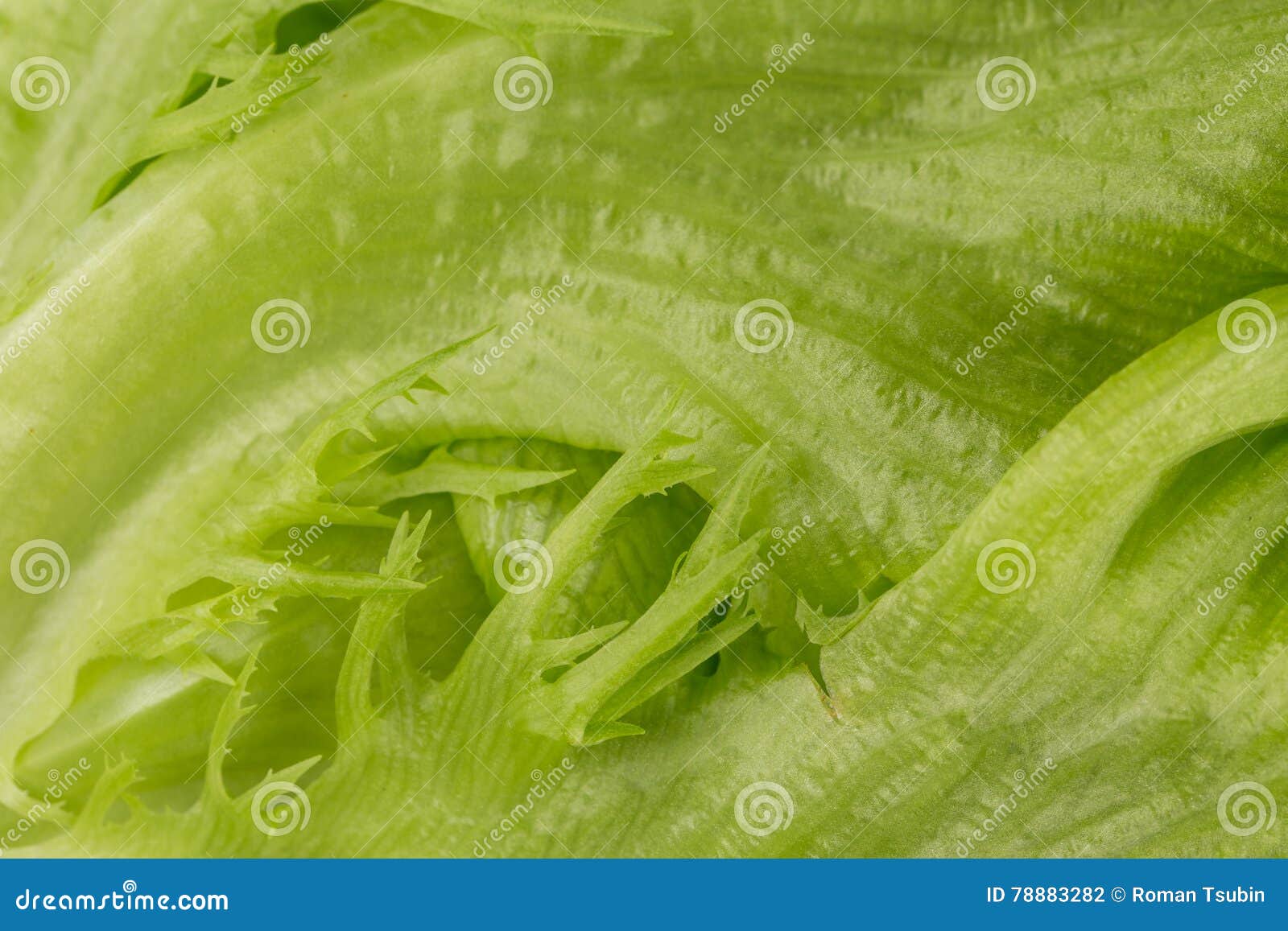 Textura Fresca De La Lechuga Foto de archivo - Imagen de hoja, cubo ...