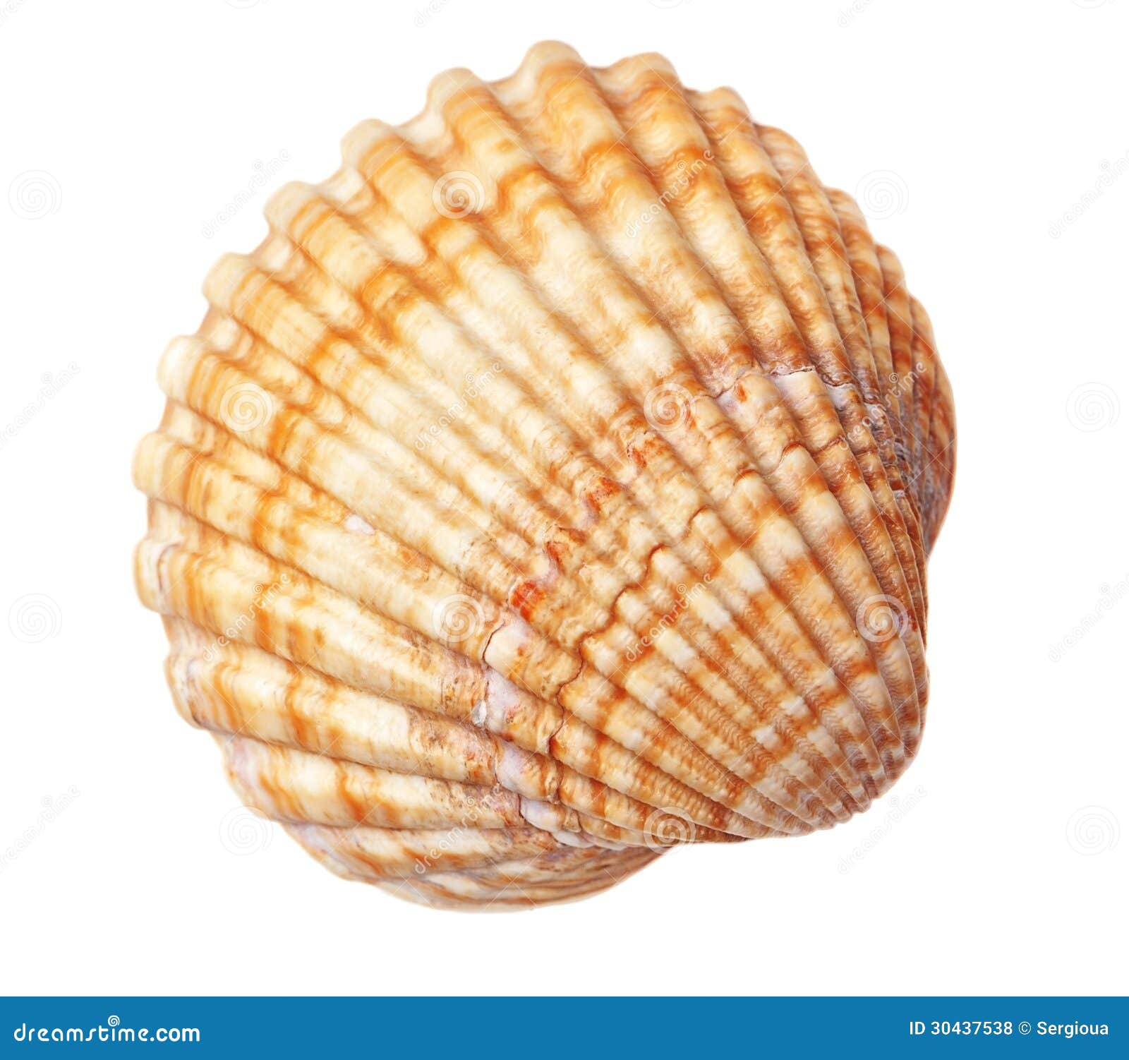 Textura Hermosa De La Concha Del Mar. Fotos de archivo libres de ...