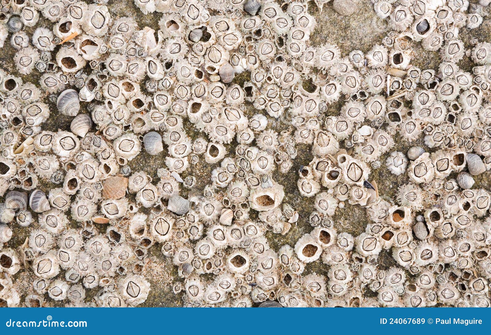 Textura marina imagen de archivo. Imagen de animales - 24067689