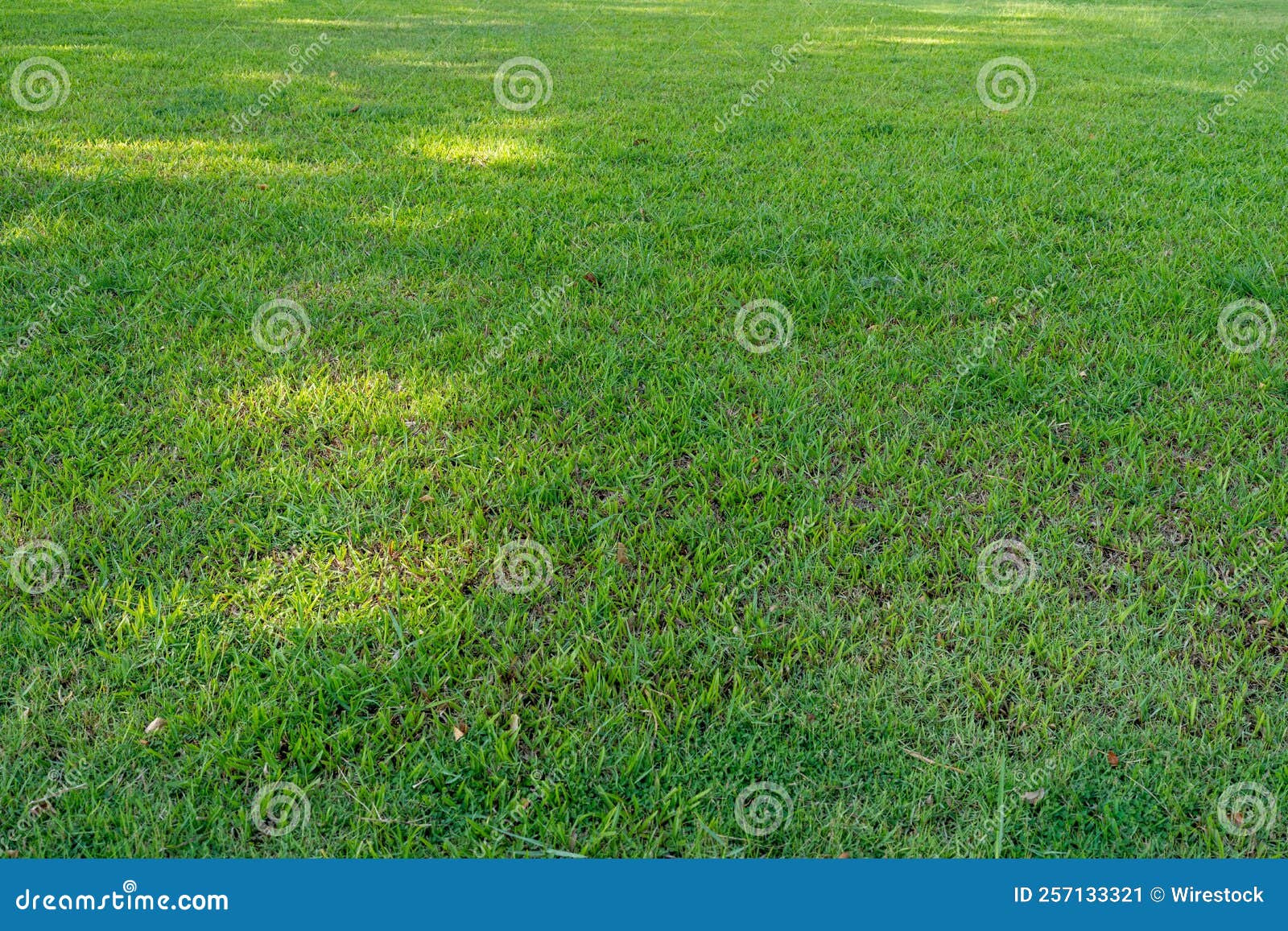 Textura Natural De Fundo Da Grama Verde. Imagem de Stock - Imagem de ...