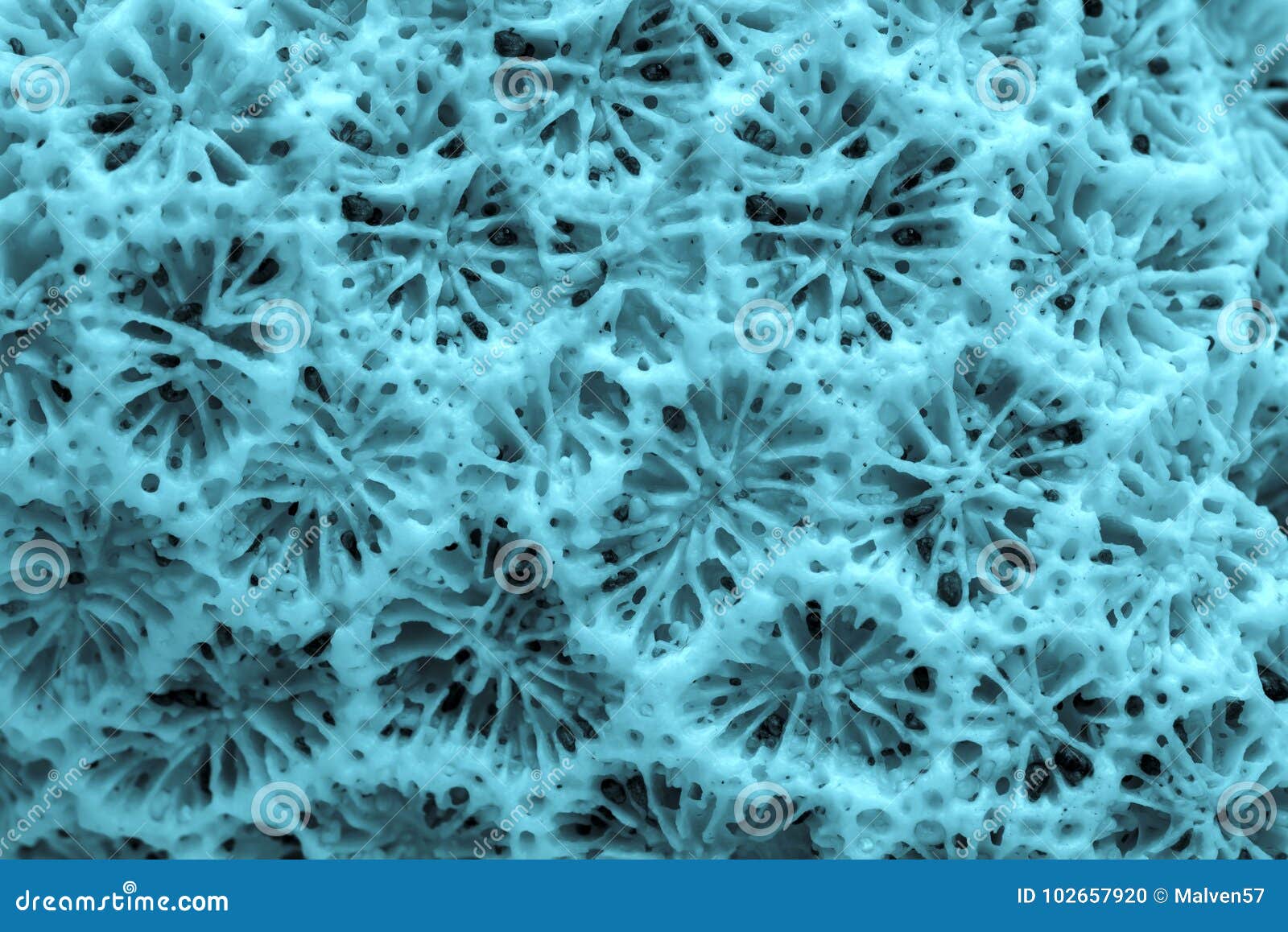 Textura Natural De Un Coral Del Mar Foto de archivo - Imagen de azul ...