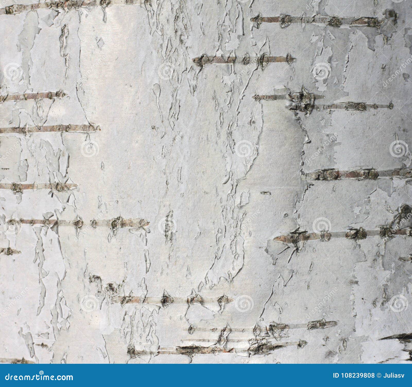 Textura natural del abedul foto de archivo. Imagen de papel - 108239808