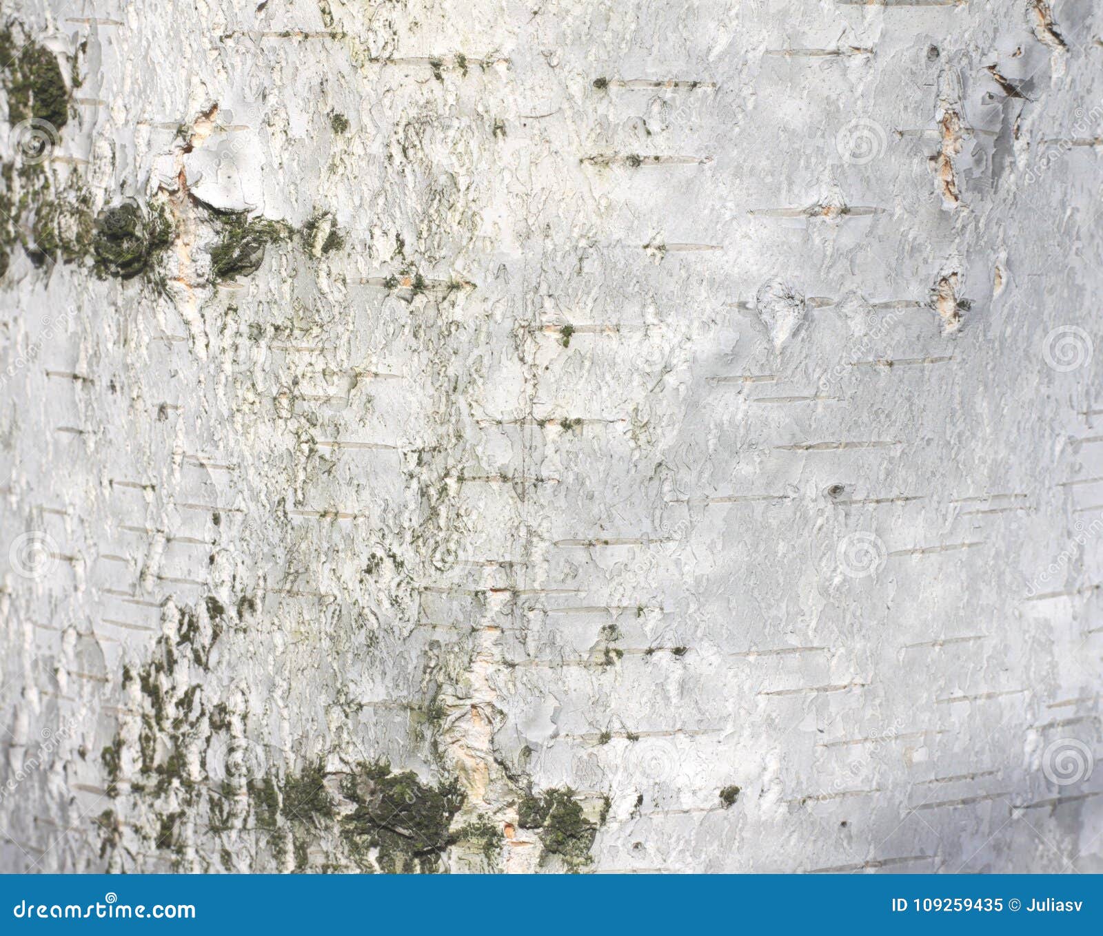 Textura natural del abedul imagen de archivo. Imagen de pintura - 109259435