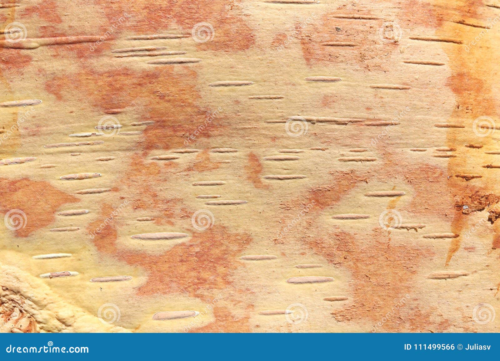 Textura natural del abedul foto de archivo. Imagen de peladura - 111499566