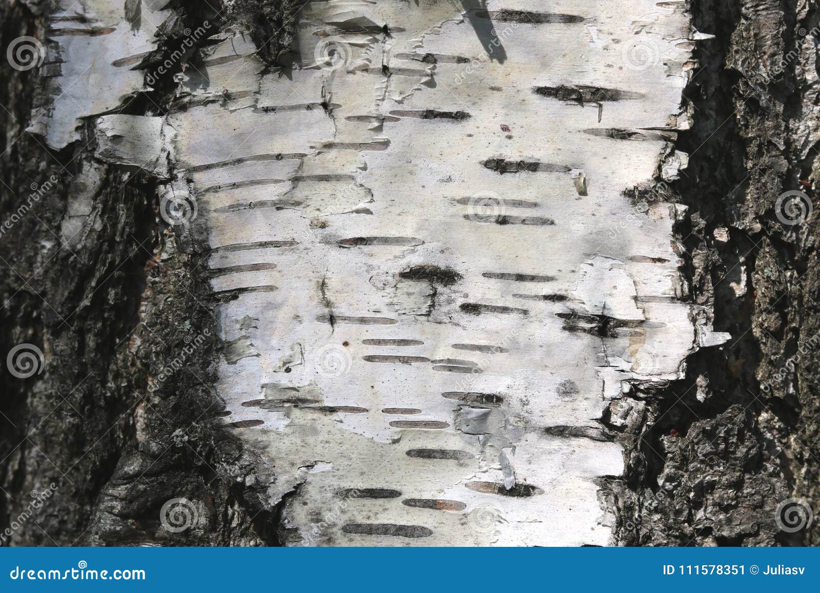 Textura natural del abedul imagen de archivo. Imagen de peladura ...