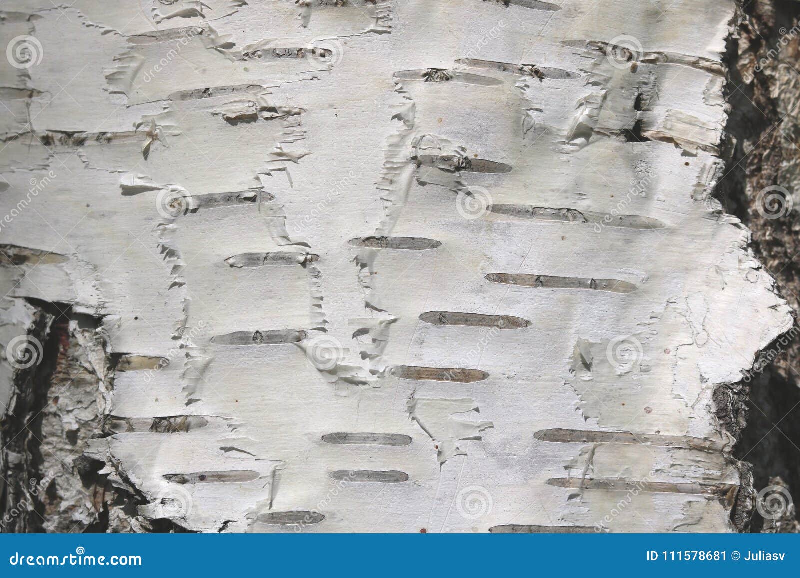 Textura natural del abedul imagen de archivo. Imagen de modelo - 111578681