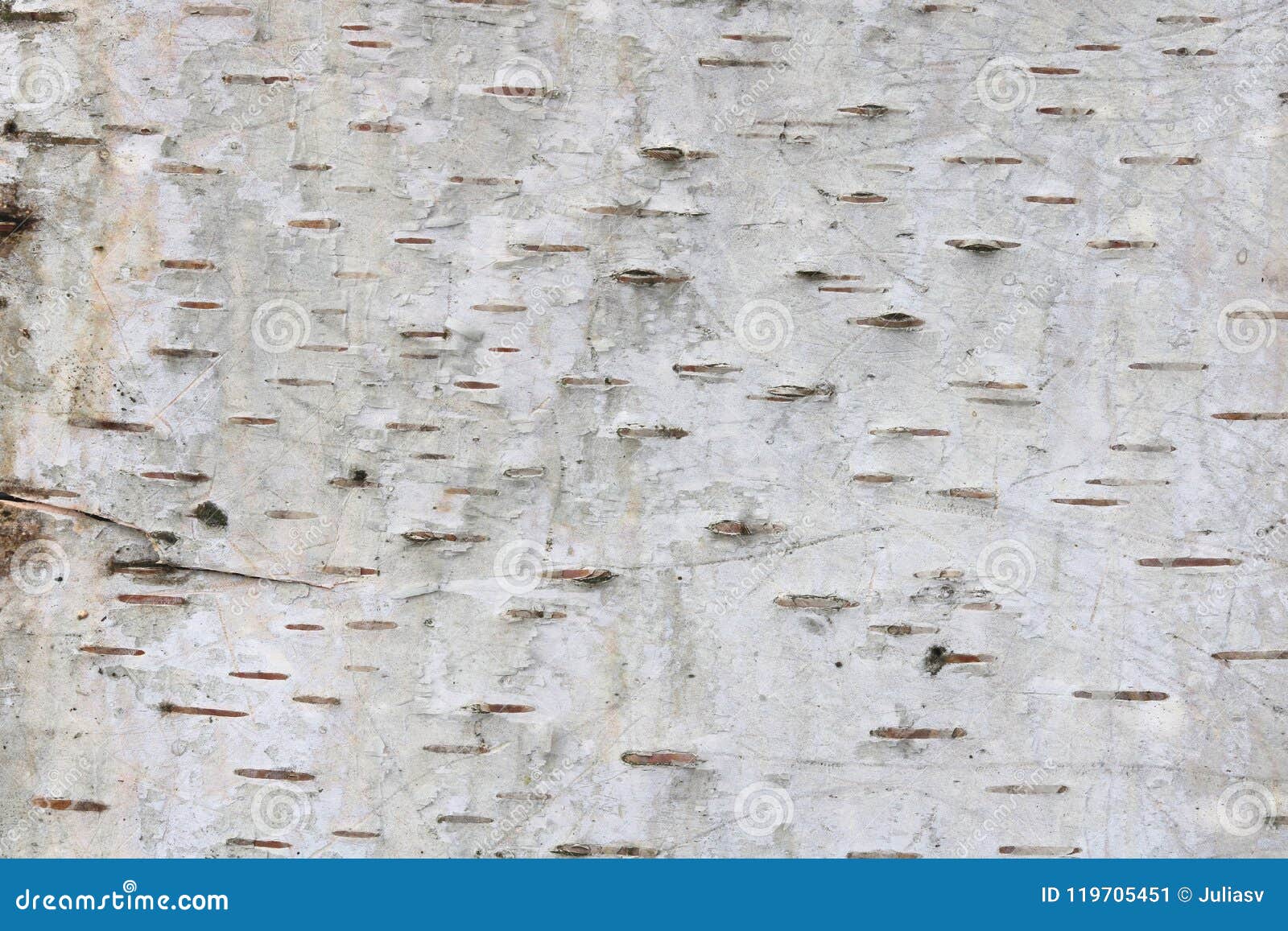 Textura natural del abedul imagen de archivo. Imagen de cubo - 119705451