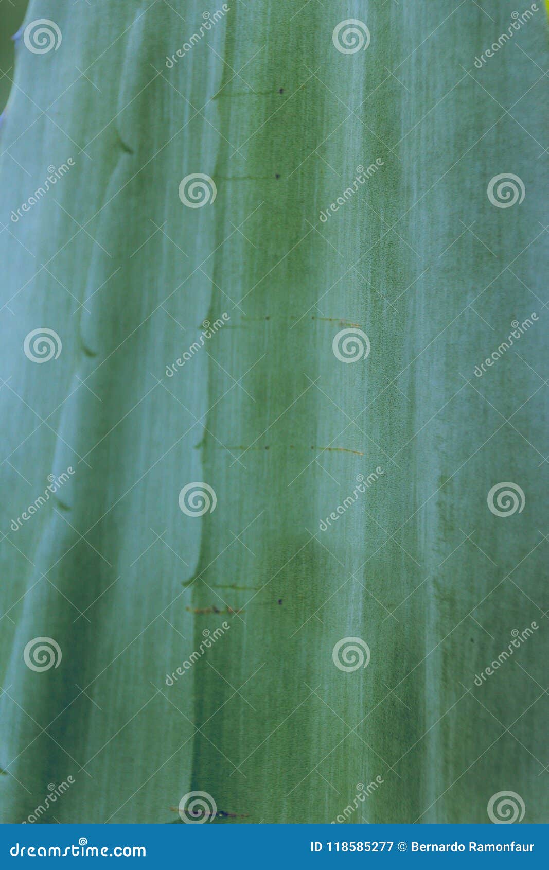 Textura Ou Backgroud Da Planta Da Agave Imagem de Stock - Imagem de ...