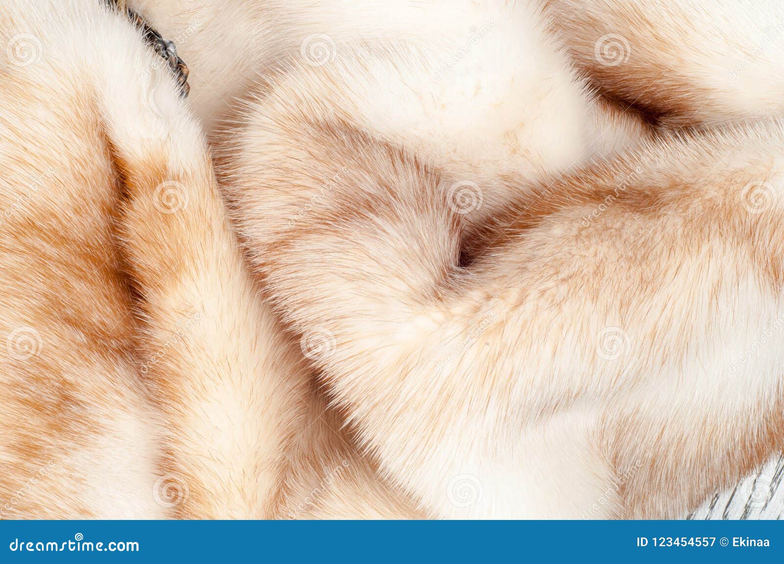 Textura Pele Do Vison Revestimento De Vison Imagem de Stock - Imagem de ...