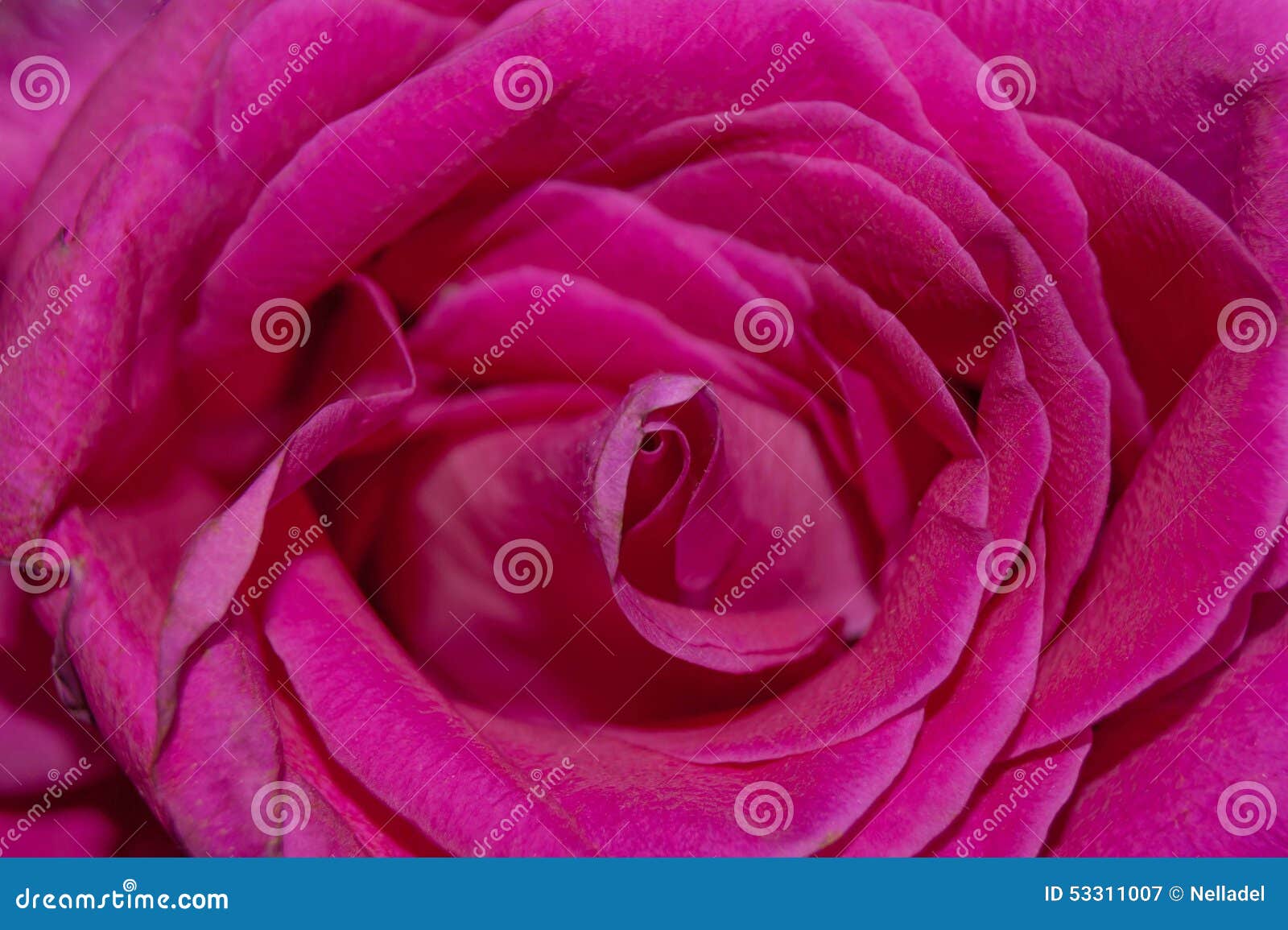 Textura rosada de Rose imagen de archivo. Imagen de pétalos - 53311007