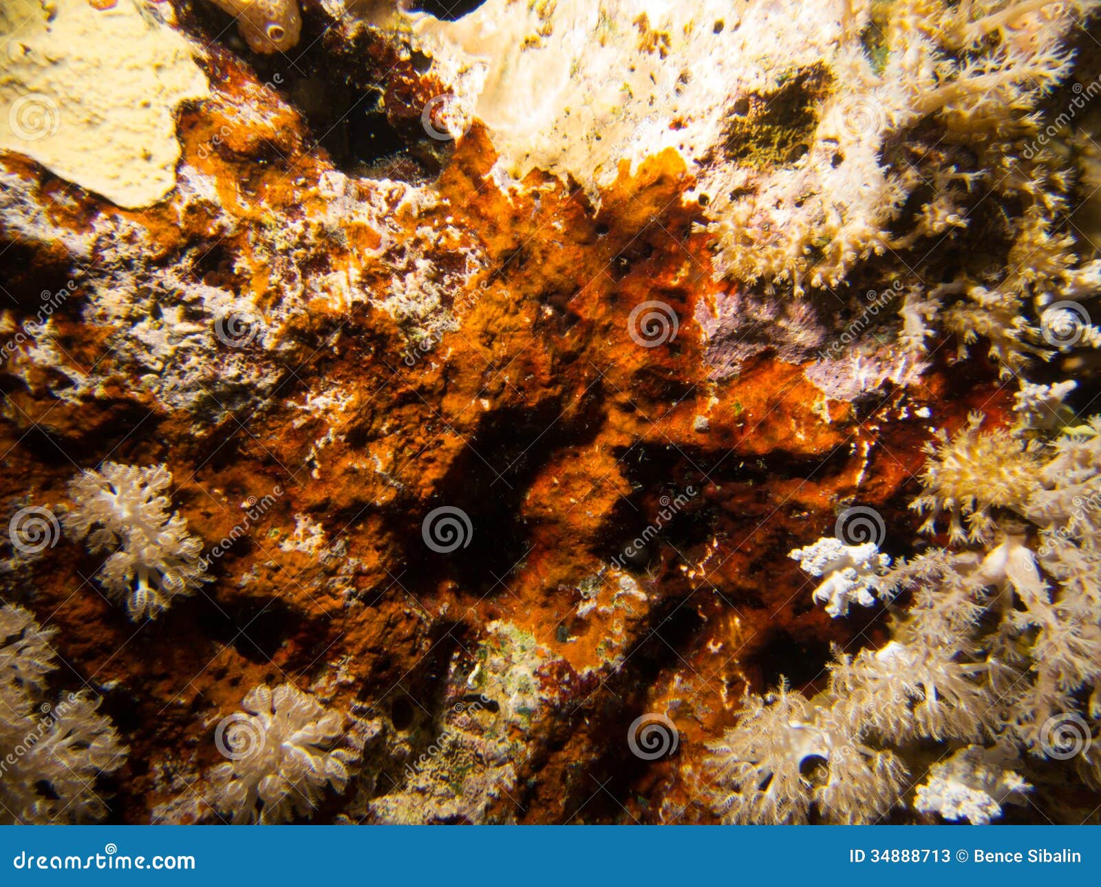 Textura Suave Del Coral Y De La Roca Imagen de archivo - Imagen de ...