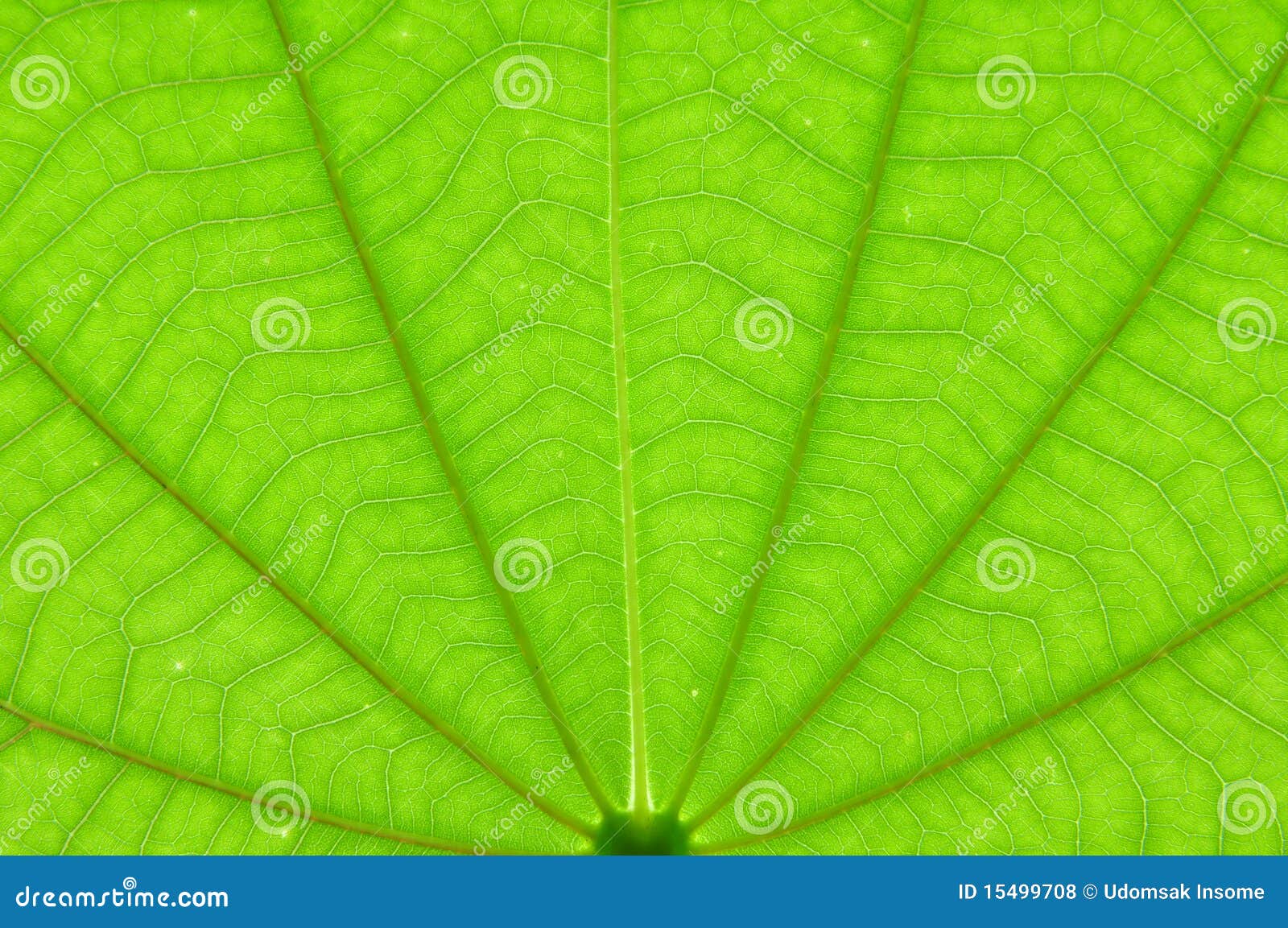 Textura Transparente Da Folha Da Cor Verde Foto de Stock - Imagem de ...