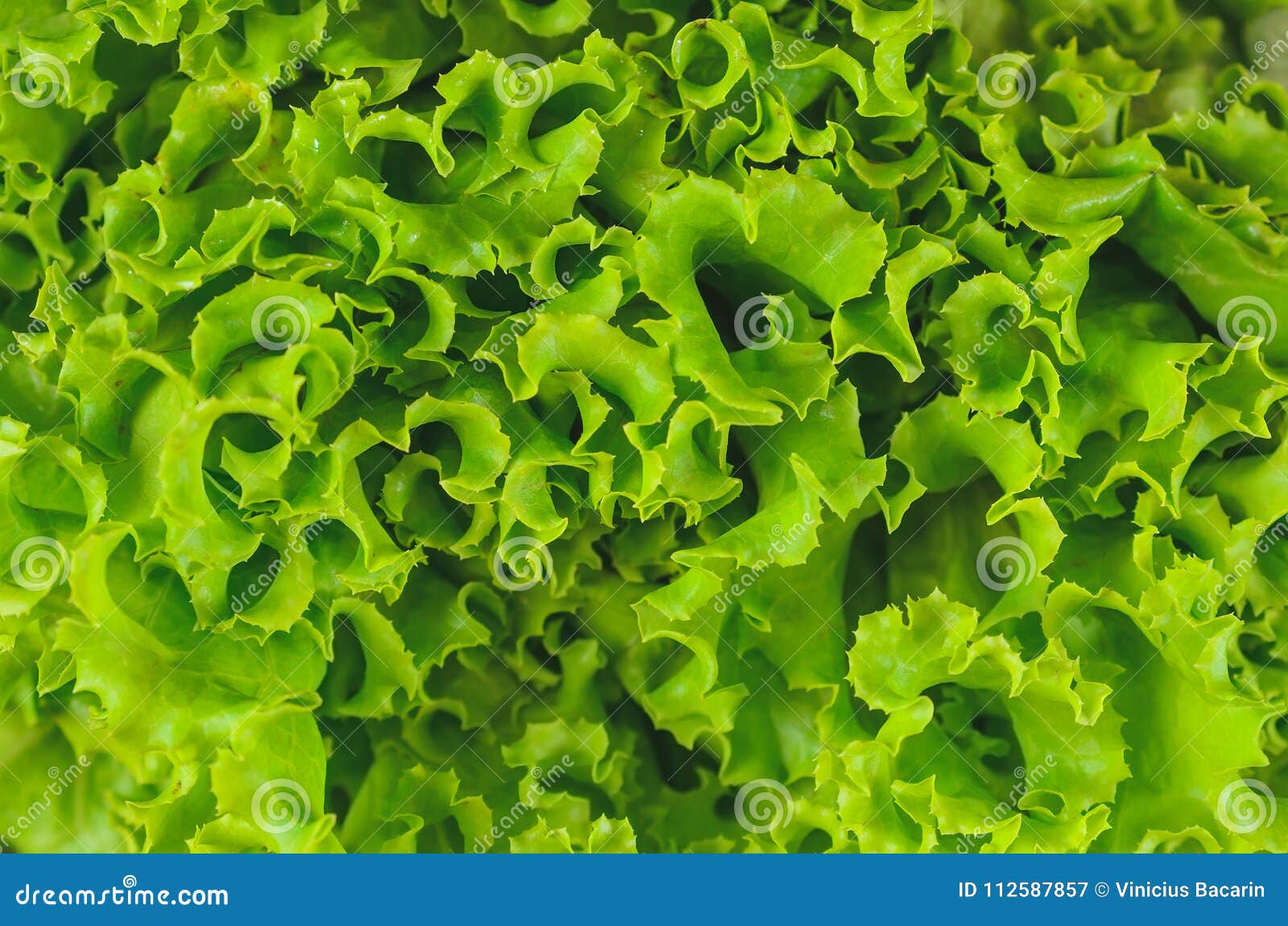 Textura Verde Da Alface Salada Verde Do Quadro Completo Imagem de Stock ...