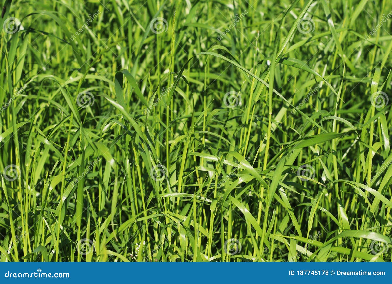 A Textura Verde Da Bela Relva-prado Foto de Stock - Imagem de vale ...