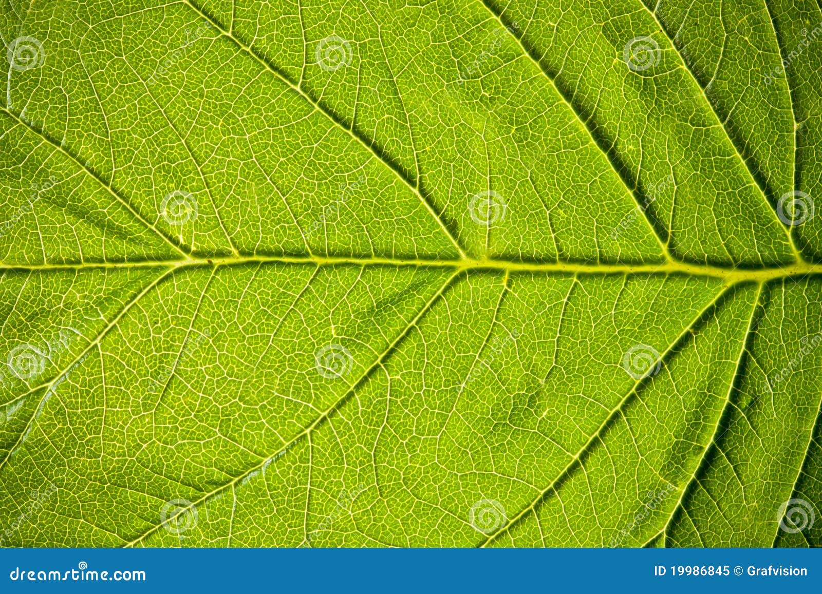 Textura verde de la hoja imagen de archivo. Imagen de apacible - 19986845