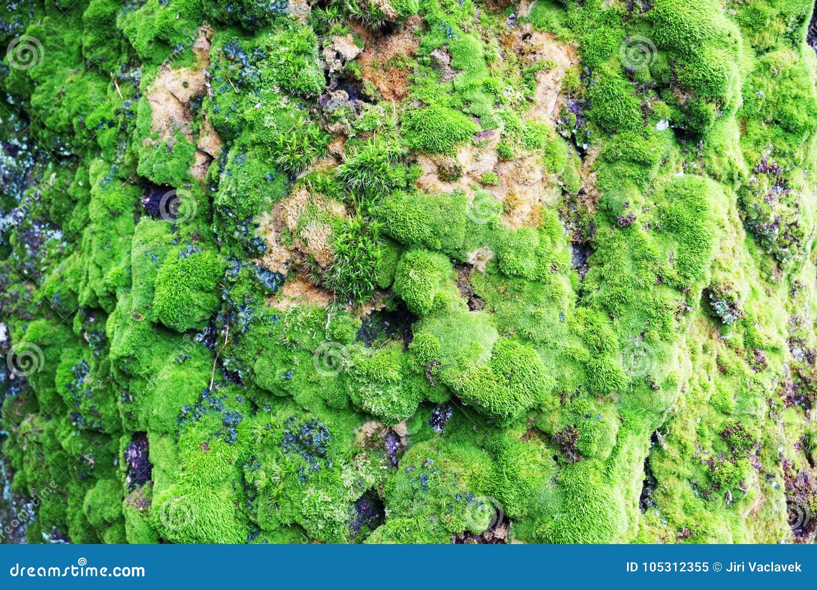 Textura verde del musgo imagen de archivo. Imagen de musgo - 105312355