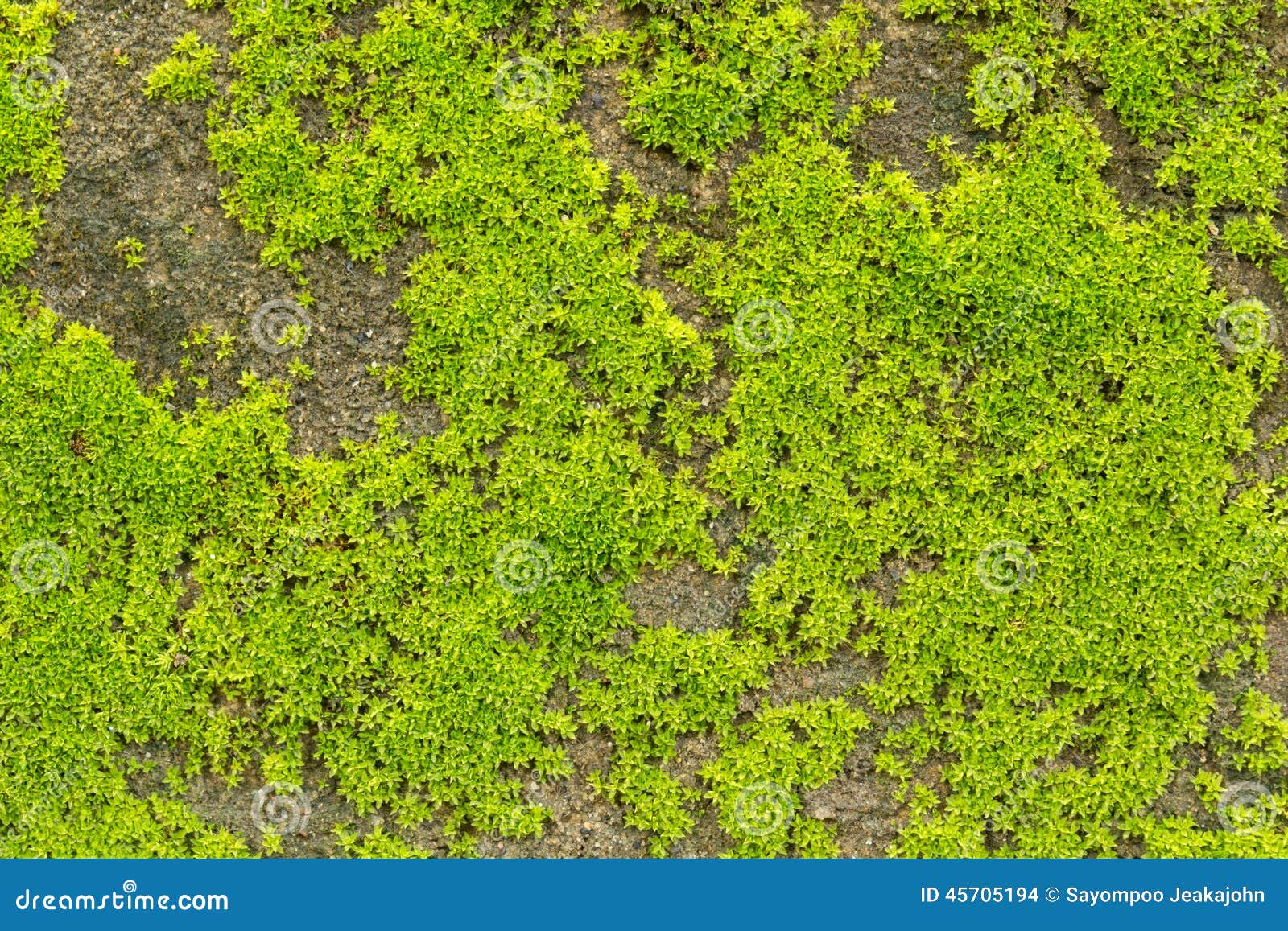 Textura verde del musgo foto de archivo. Imagen de bosque - 45705194