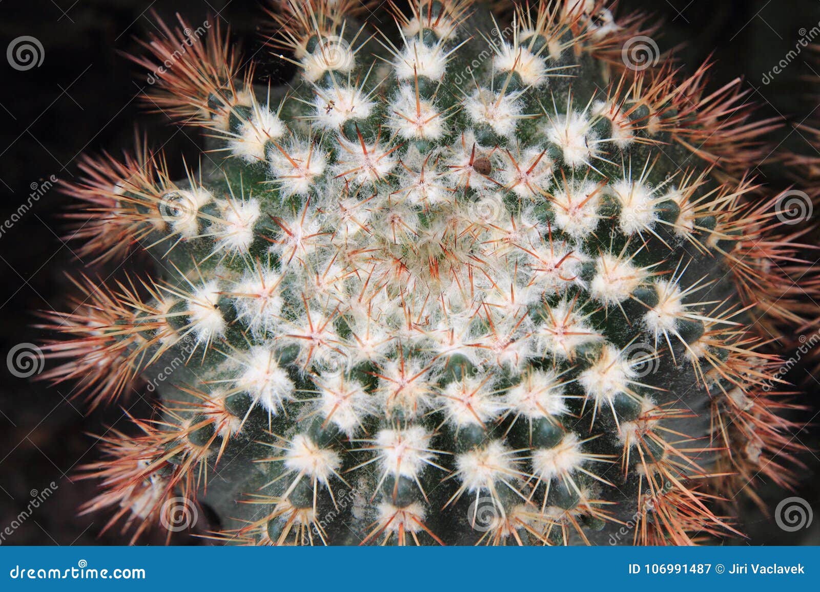 Textura verde do cacto imagem de stock. Imagem de cacto - 106991487