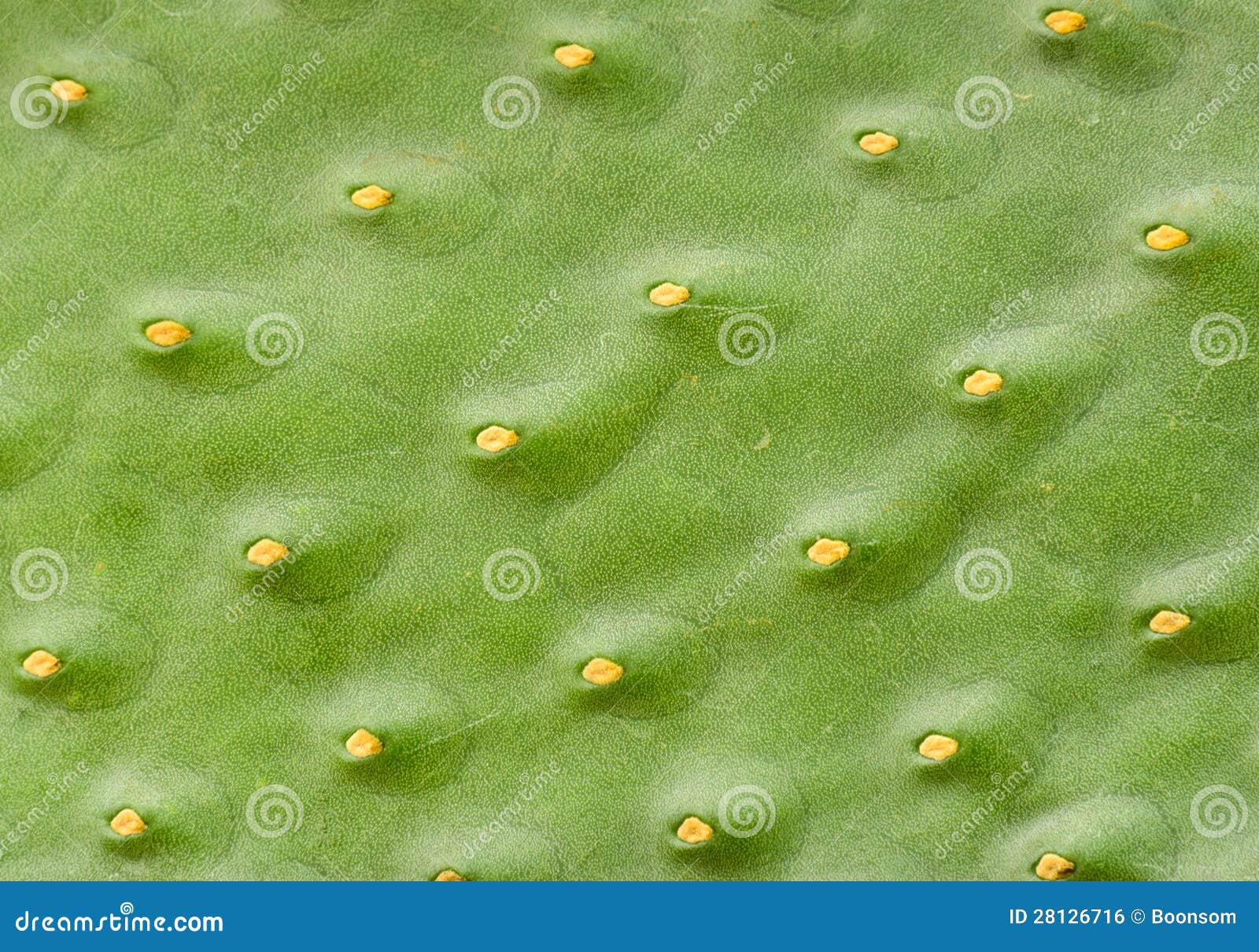 Textura verde do cacto foto de stock. Imagem de afiado - 28126716